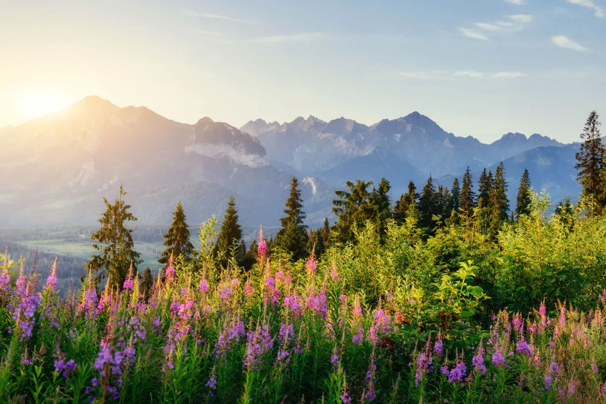 Le bien-être en extérieur : pourquoi passer du temps dans la nature ...