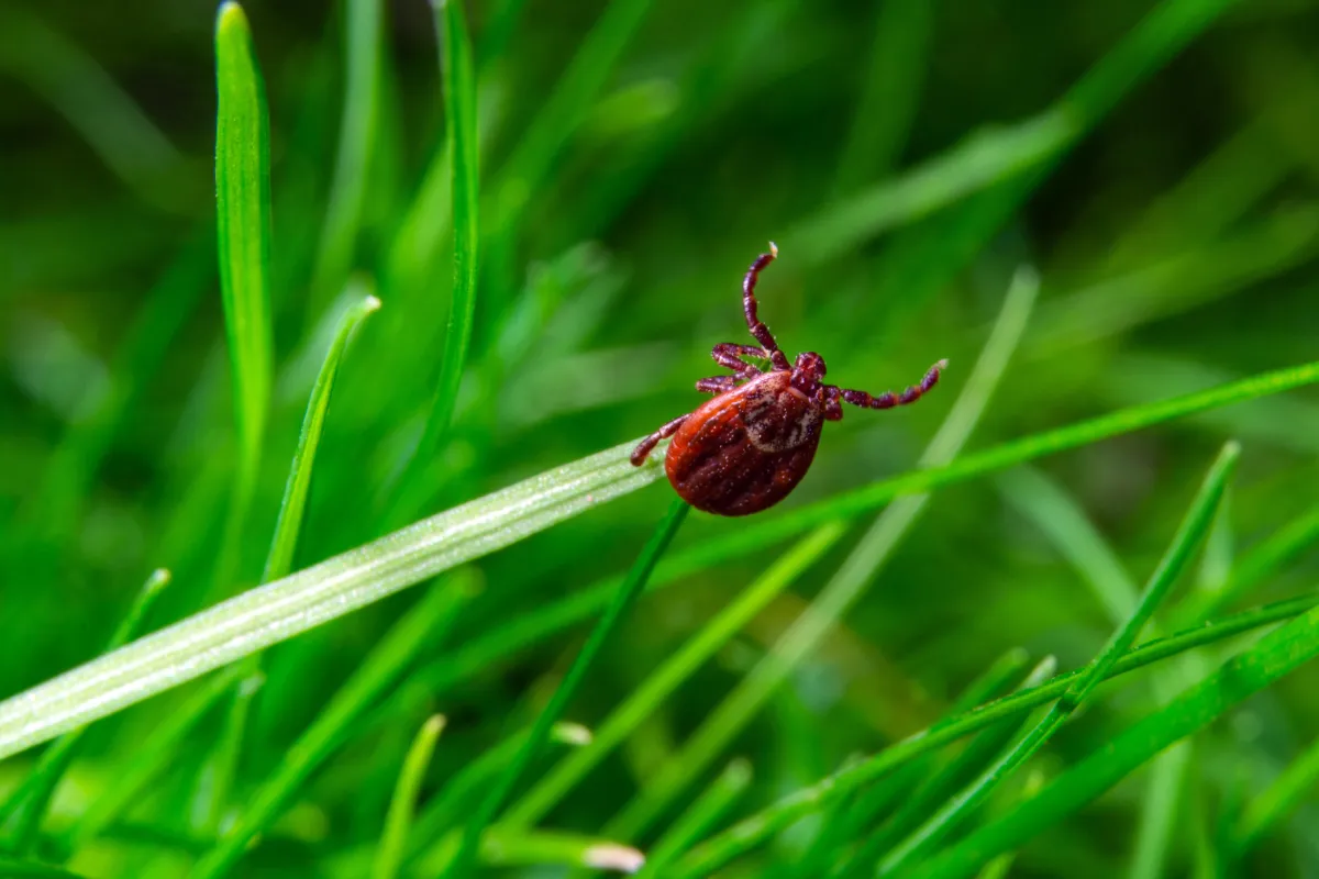 Les tiques et maladies vectorielles : comment se protéger lors des promenades en forêt ? - Doqi.fr